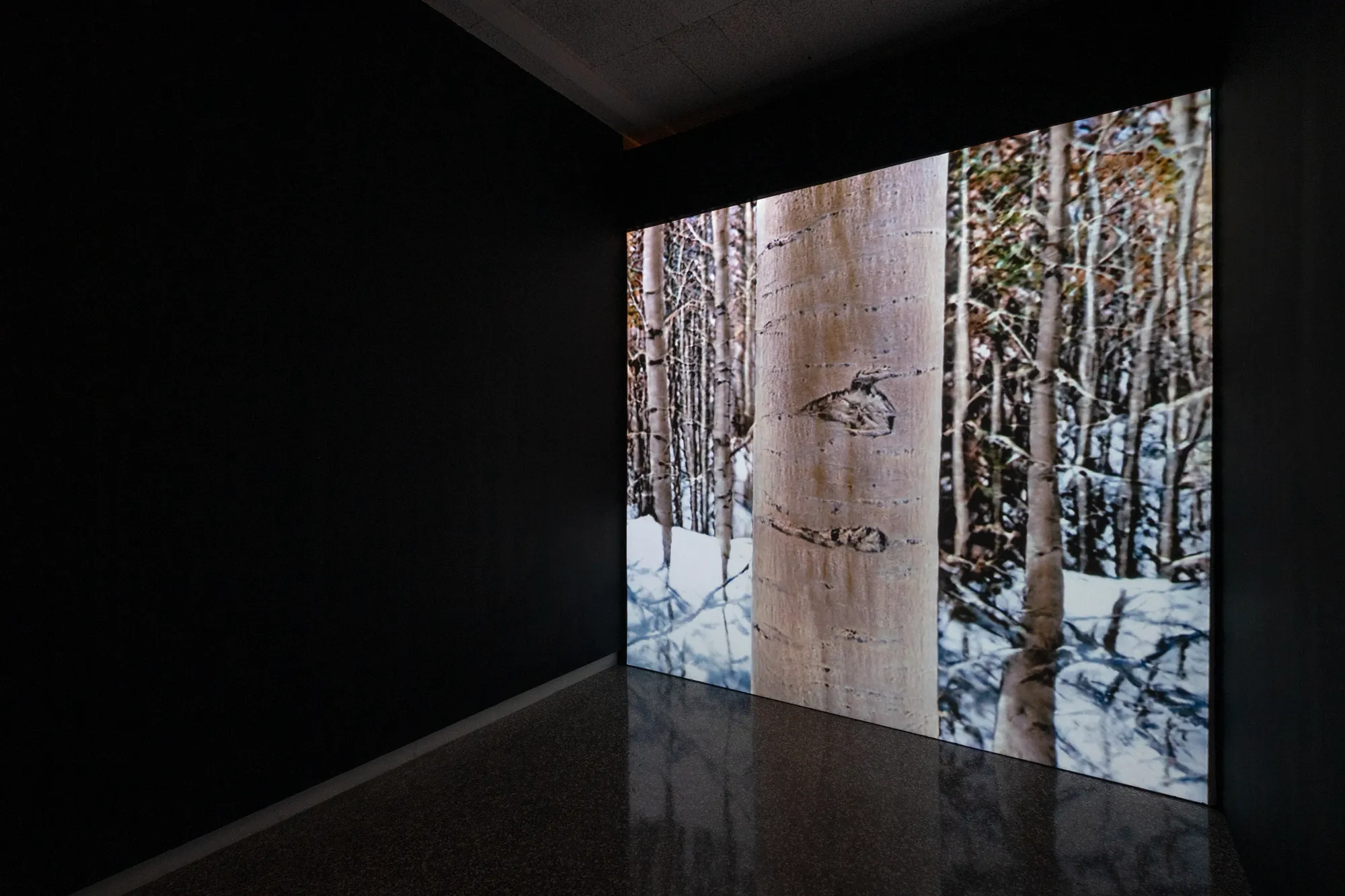 Ben Moren | Clonal Colony